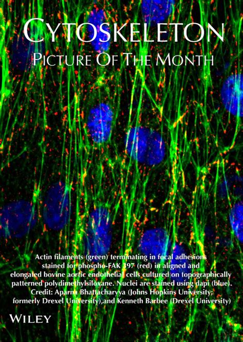 So Happy To See That My Fluorescence Micrograph Was Selected To Be