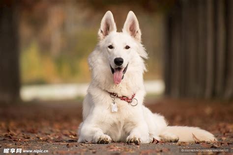 德国牧羊犬摄影图 家禽家畜 生物世界 摄影图库 昵图网