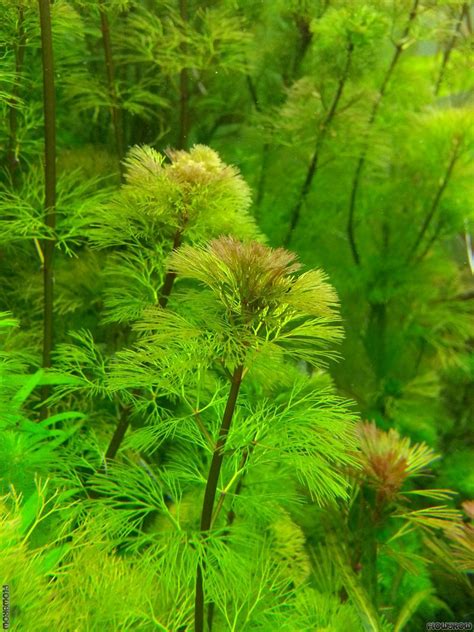 Cabomba Aquatica Flowgrow Aquatic Plant Database