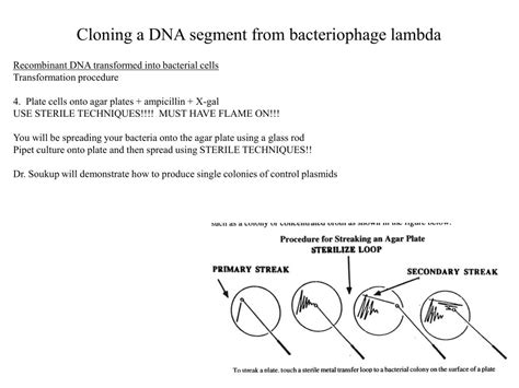 Ppt Cloning A Dna Segment From Bacteriophage Lambda Powerpoint Presentation Id 4654928