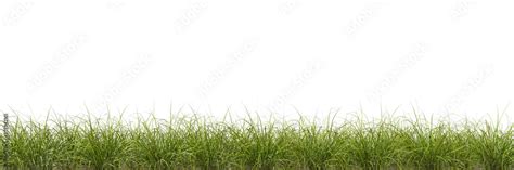 Meadow Green Grass Row Horizontal Cut Backgrounds 3d Rendering Png
