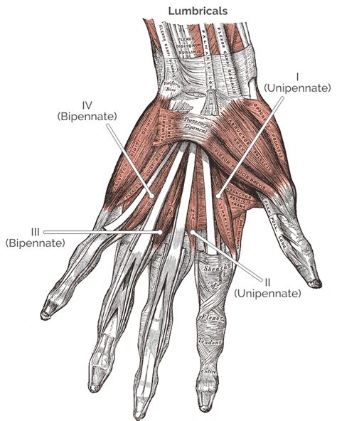 Lumbrical Grip