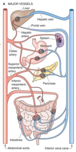 13 Cerebral Splanchnic And Cutaneous Circulation Flashcards Quizlet