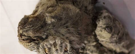 Encuentran Un León Cavernario Y Quieren Clonarlo Viva Nicaragua Canal 13