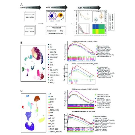 The Distinct Composition And Function Of Cell Types In The Tumor Download Scientific Diagram