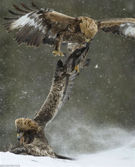 Golden Eagle Human At Adam Ross Blog