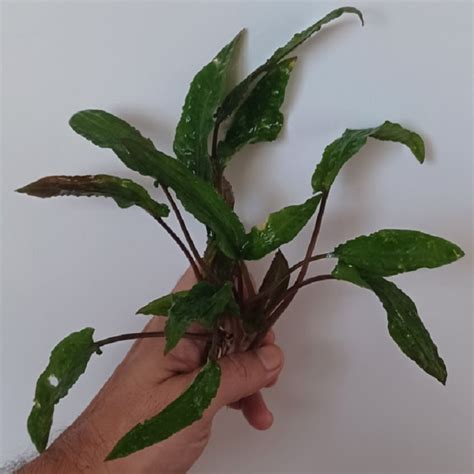 Cryptocoryne Green ‘crisped Leaf Flora Aquática®