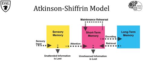 Atkinson And Shiffrin Model