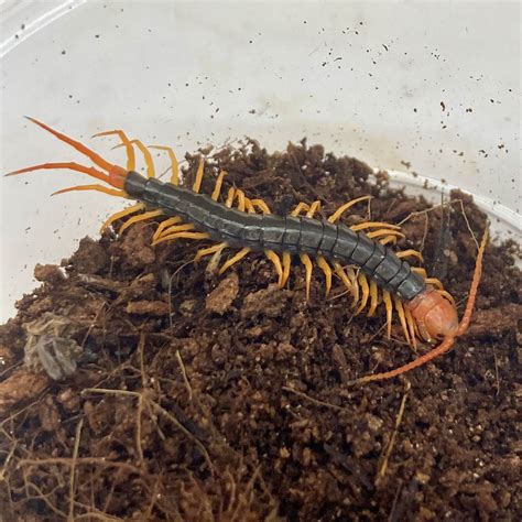 Vietnamese Giant Centipede Royalty Giant Vietnamese Centipede Care And