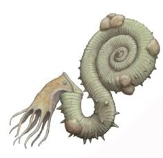 Nipponites Fossils ฺ Board Pinterest Ammonite Prehistoric And