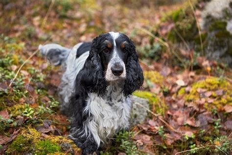 24 Cocker Spaniel Colors And Patterns With Pictures Dogster