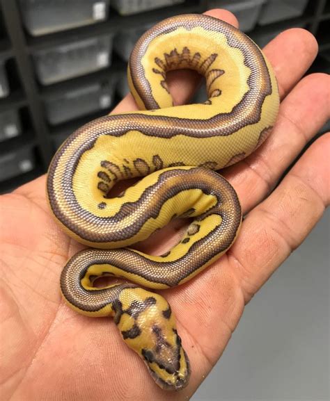 Ball Python Weight Growth Guide Size Chart Artofit