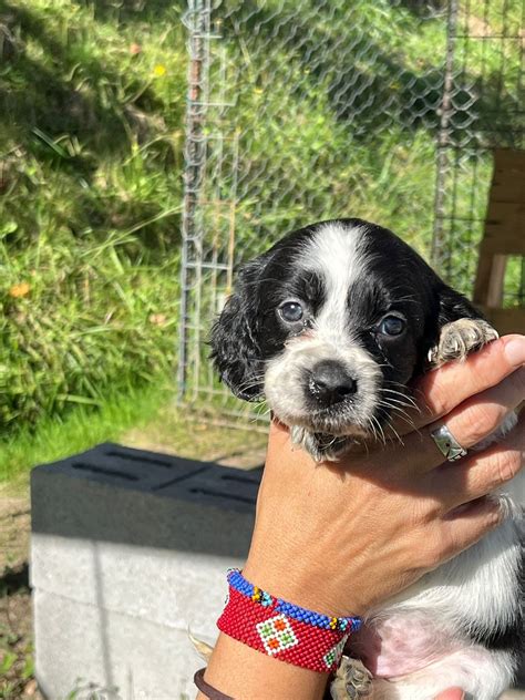 Phoebe The Setter And Pointer Project
