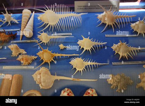 Display Of Sea Shells From The Great Barrier Reef Queensland Australia