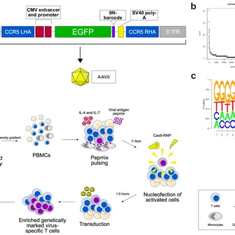 Library Cloning And Genome Editing Procedure A Library Vector And Download Scientific Diagram