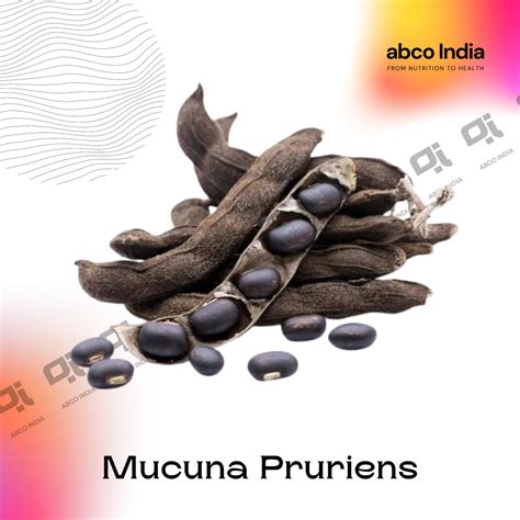 Mucuna Pruriens By Abco India