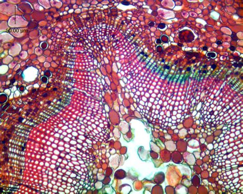 Podocarpus Urbanii Podocarpaceae