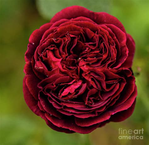 Rosa Lili Marlene Photograph By Ian Gowlandscience Photo Library