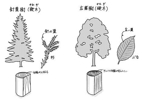 針葉樹、広葉樹 樹形、葉形、年輪の違い ミカオ建築館 Blog 楽天ブログ