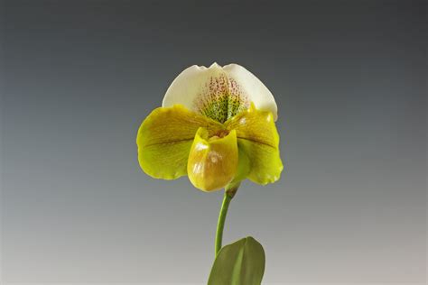 初花 Taichin Orchidsのブログ