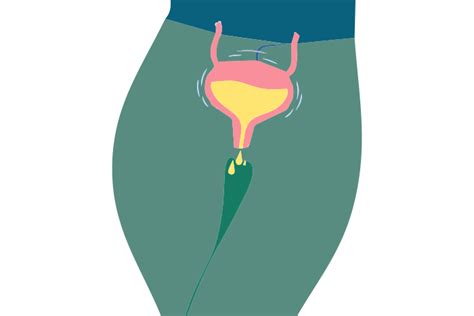 Bladder Basics