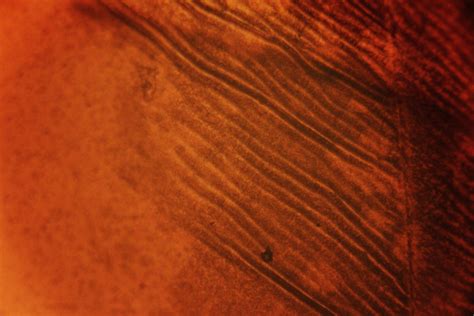 Create A Grindhouse Inspired Background With The Microscopic Fingerprint Texture Set Go Media