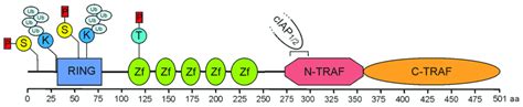 Domain Architecture Of Traf2 A Sequence Of 501 Amino Acids Prescribes Download Scientific
