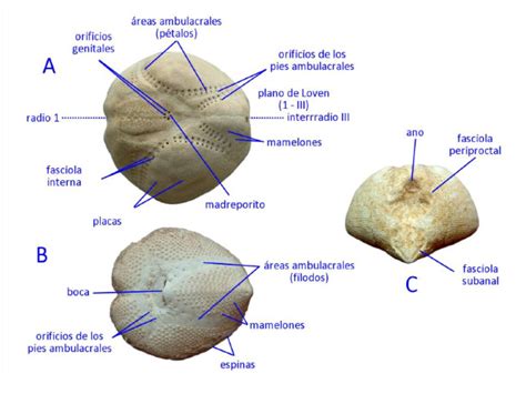 Protejamos Las Maravillas Del Mar Erizos De Mar Irregulares FÓsiles