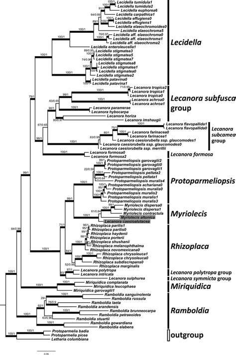 maximum likelihood ml phylogeny of lecanoraceae inferred from the