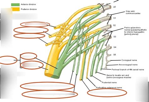 Sacral Plexus Anatomy Branches And Mnemonics Kenhub 59 Off