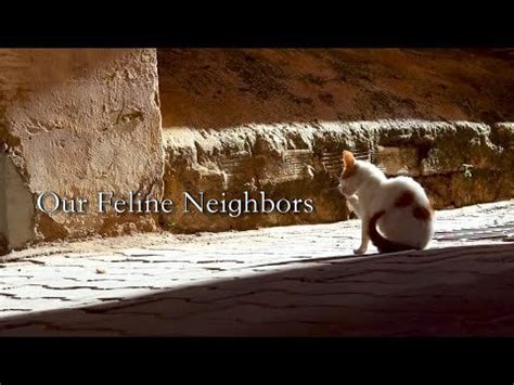 A Documentary I Worked On For My Graduation Project About The Situation