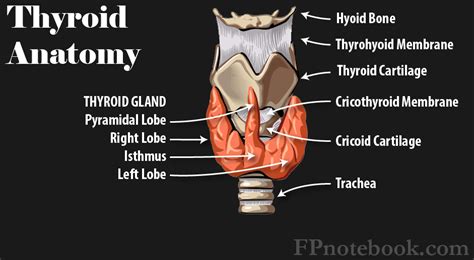 Thyroid Anatomy Anatomy Of Thyroid Gland Jolls Beahrs Lore