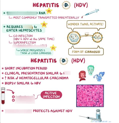 W3 Git Hep D Diagram Quizlet