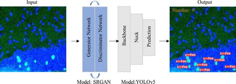 Diagram Of Model Structure Images Were Imported Into Super Resolution Download Scientific