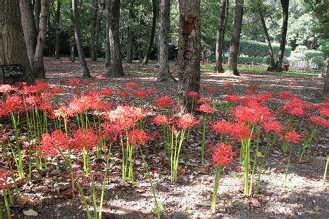 彼岸花 6 真岡市 井頭公園内 タカカメブログ