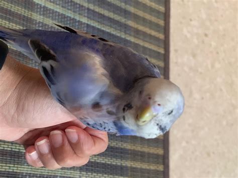 青い色のセキセイインコで羽根が少しカットされています