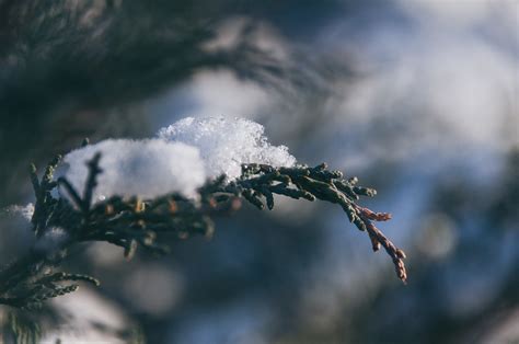 树 科 分支 Pixabay上的免费照片 Pixabay