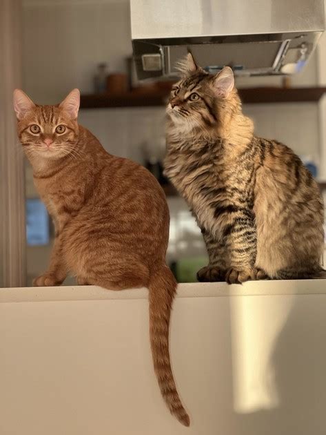 아비시니안뱅갈믹스 로키 책임분양 ♥분양완료 아이조아 유기방지입양 파양 강아지보호소 고양이보호소 무료분양센터