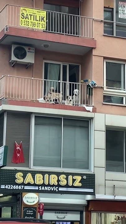 چندتا سگ میشه تو یه خونه باشه؟ ترکیه و حیوونا ترکیه حیوانات سگ