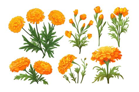 금잔화 벡터 세트 컬렉션 그래픽 클립 아트 디자인 플랫 벡터 일러스트 레이 션 흰색 배경에 고립 프리미엄 벡터