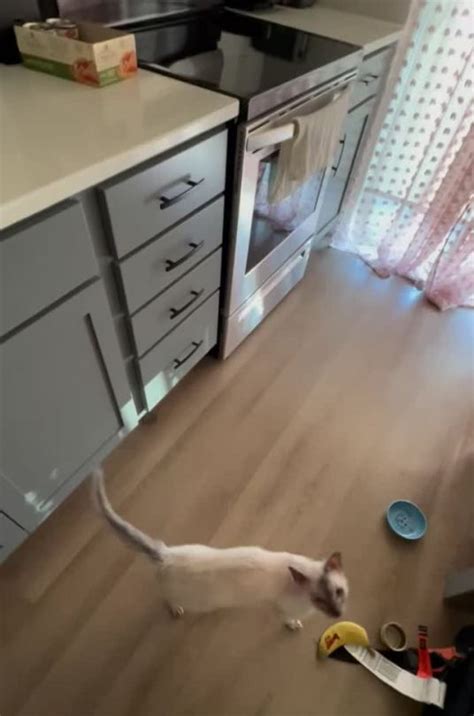 His Special Trick Tumbex