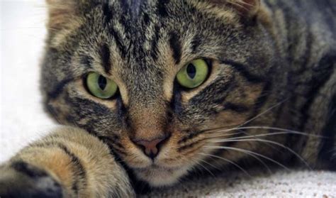 15 Surprising Facts About Black Tabby Cats Black Tabby Cat Pictures