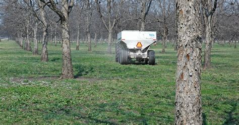 Northern Pecans Spreading Fertilizer On The Pecan Grove