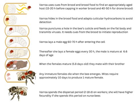 What Does Varroa Look Like Professional Beekeepers Professional
