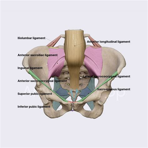 Pelvic Anatomy Ligaments The Ligaments Of The Pelvic Floor