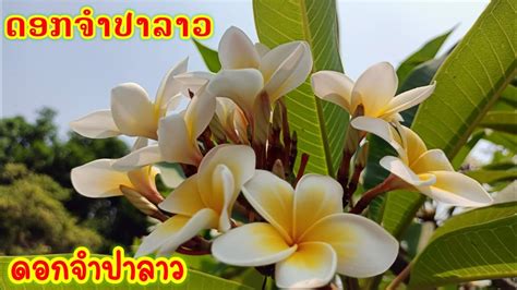 ດອກຈຳປາລາວ ດອກໄມ້ປະຈຳຊາດລາວ ດອກໄມ້ປະດັບ ดอกจำปาลาว มารับชมดอกไม้ประดับสวยๆค่ะ Youtube