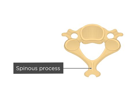 Cervical Vertebrae Anatomy And Labeled Diagram Getbodysmart