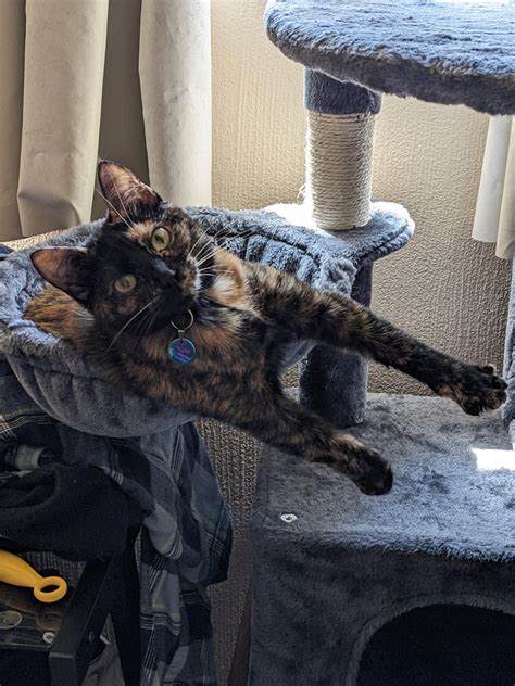 Diora Shows Her Love Of The New Cat Tree By Dangling Rdanglers