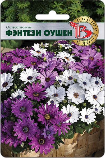 Остеоспермумы Биотехника Остеоспермум Фэнтези - купить по выгодным ...