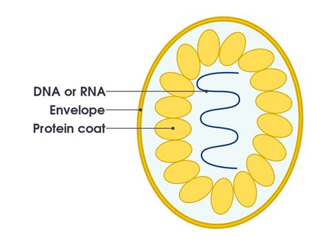 What Is The Difference Between Enveloped And Non Enveloped Viruses